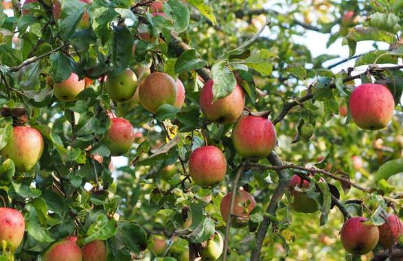 Fête de la pomme - Site de la commune de Saurat